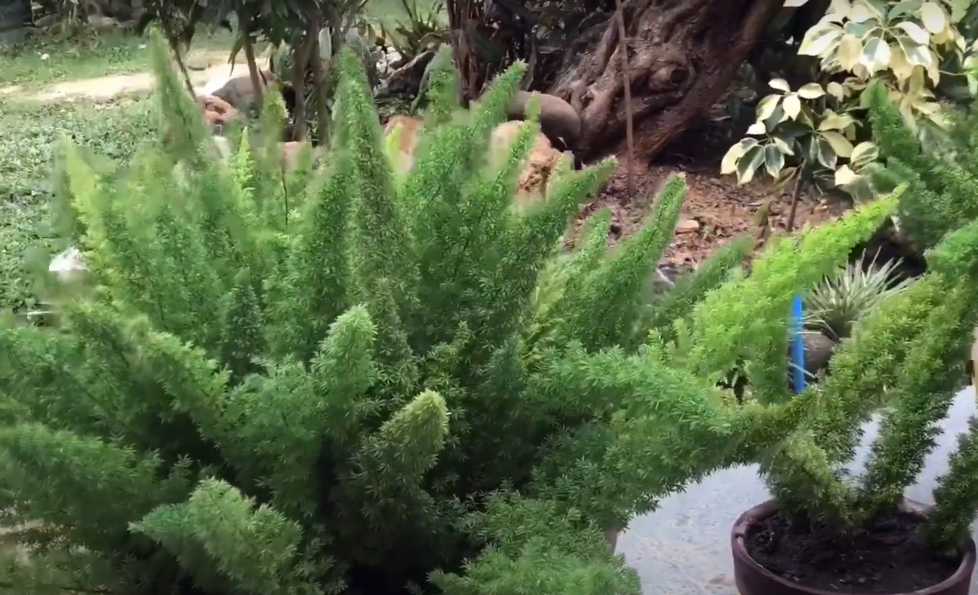 Foxtail Fern Landscaping Ideas - GardenProfy