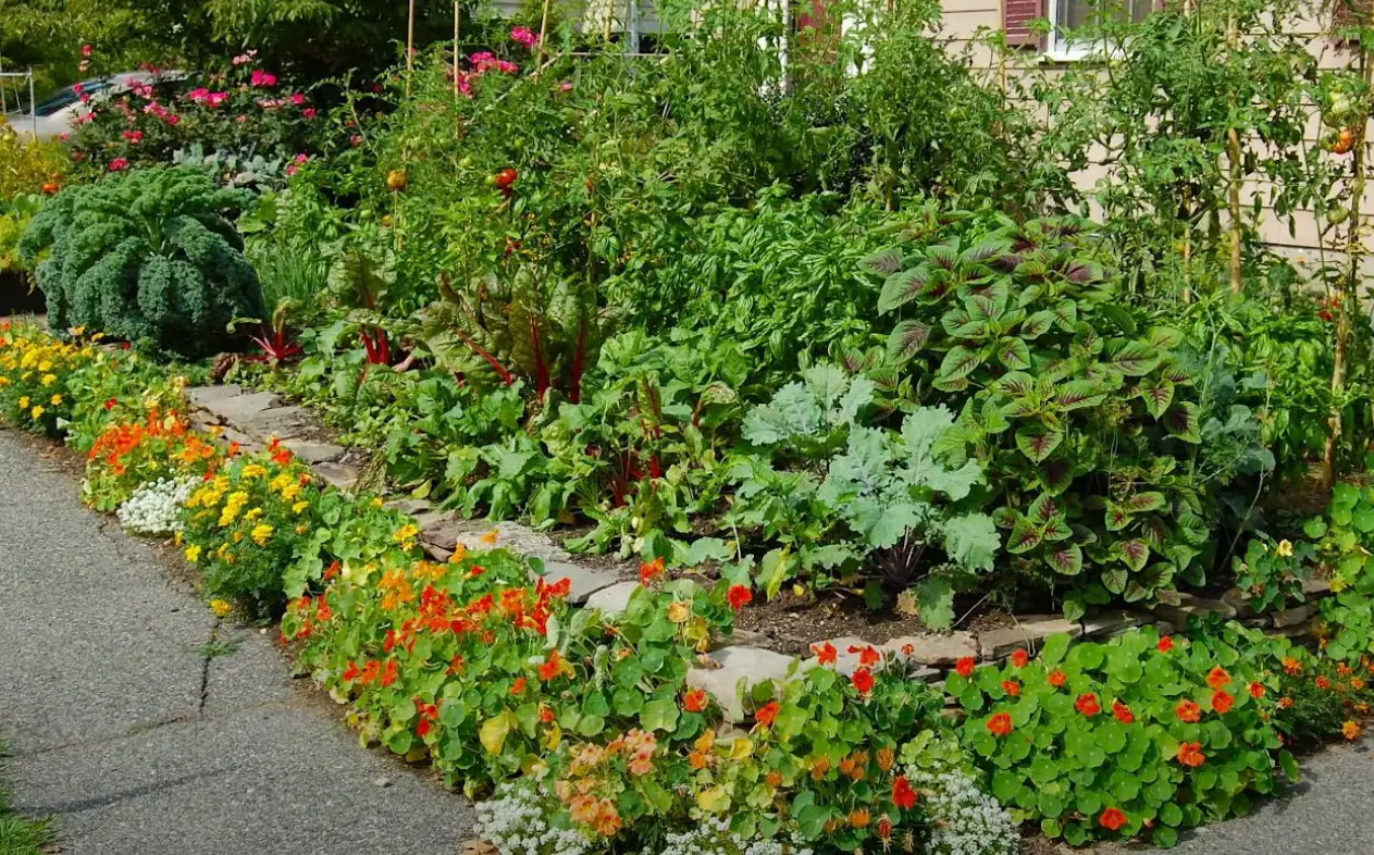 Front Yard Vegetable Garden Ideas - GardenProfy