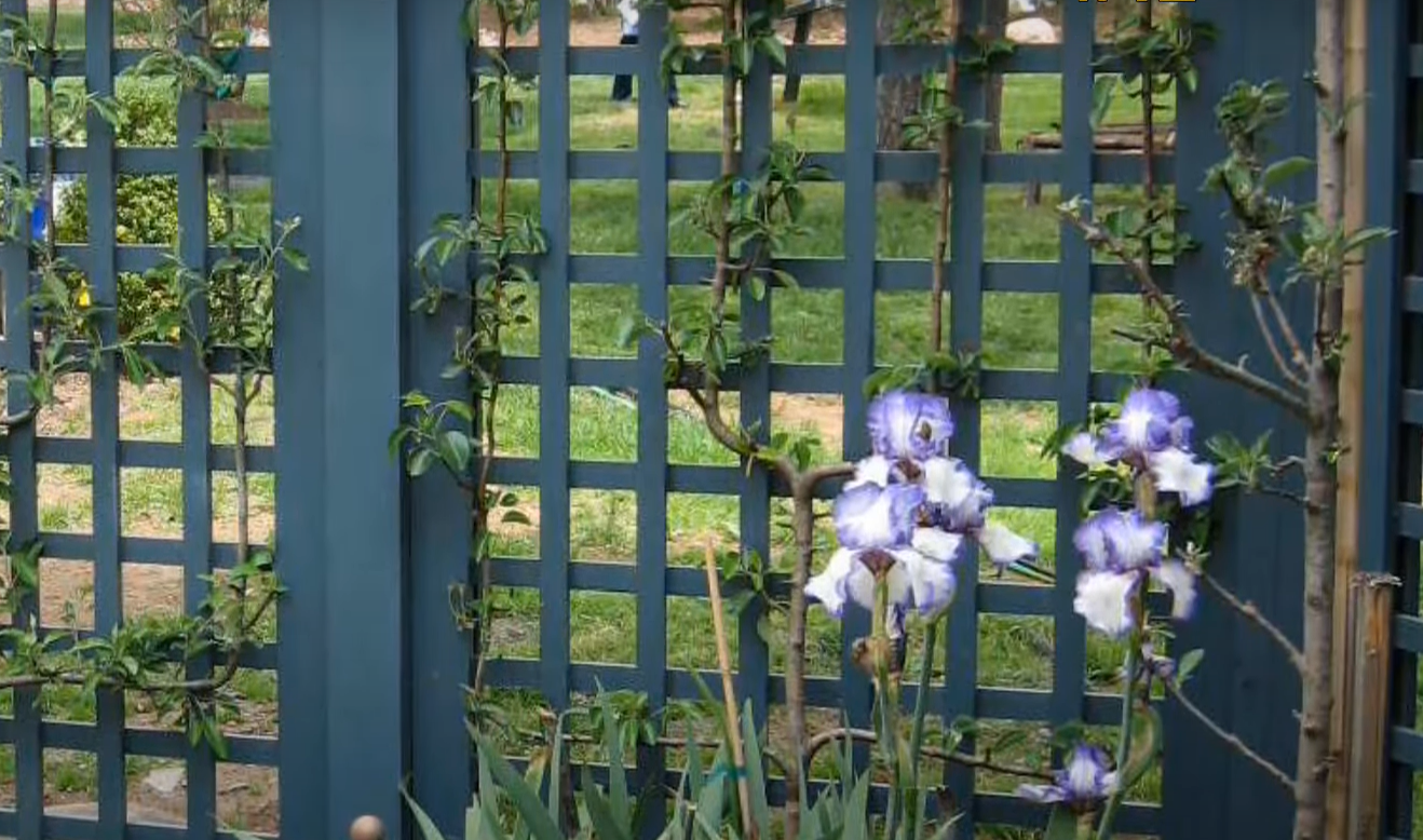 Garden Lattice Ideas - GardenProfy