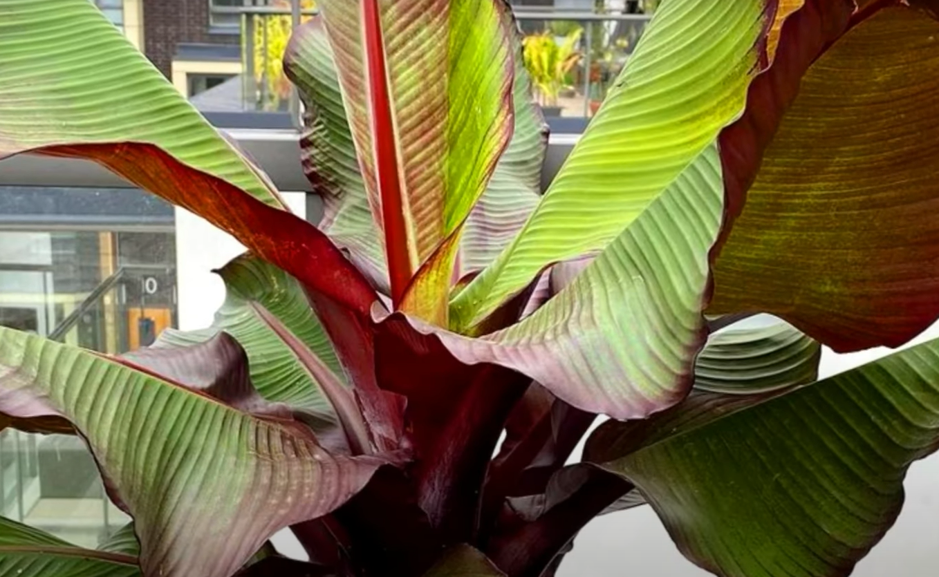 Garden Plants That Look Like Banana Leaves - GardenProfy