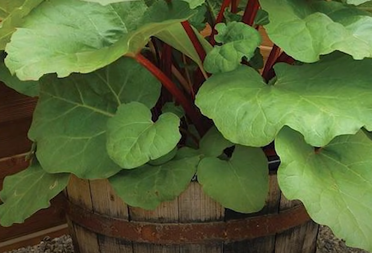 Take A Look About Plants That Resemble Rhubarb