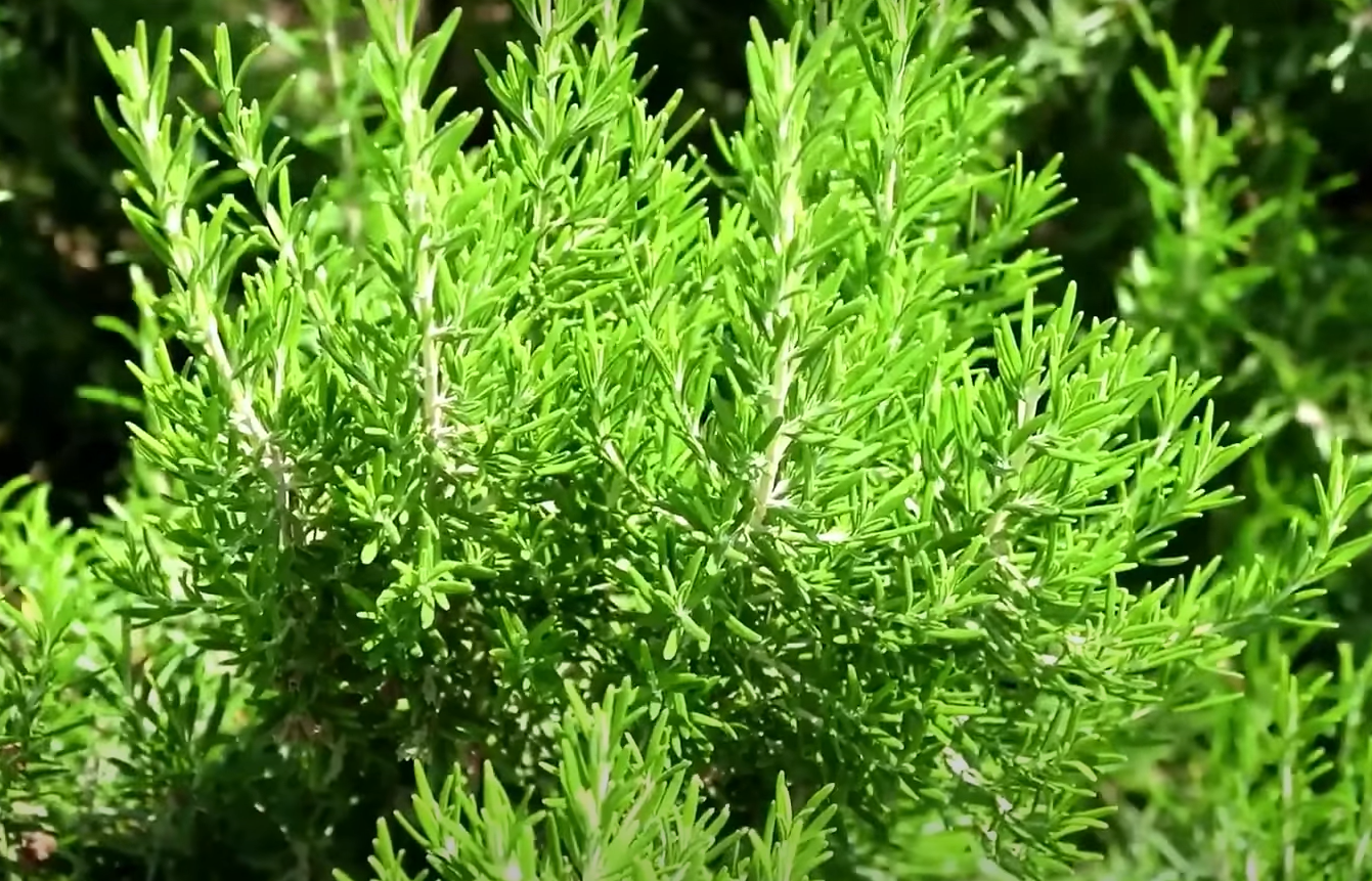 Plants That Look Like Rosemary