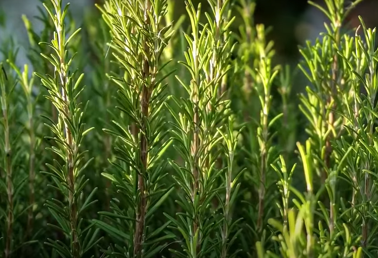 Plants That Look Like Rosemary