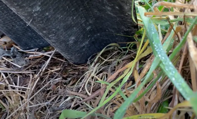 Garden Plants That Repel Lizards - GardenProfy