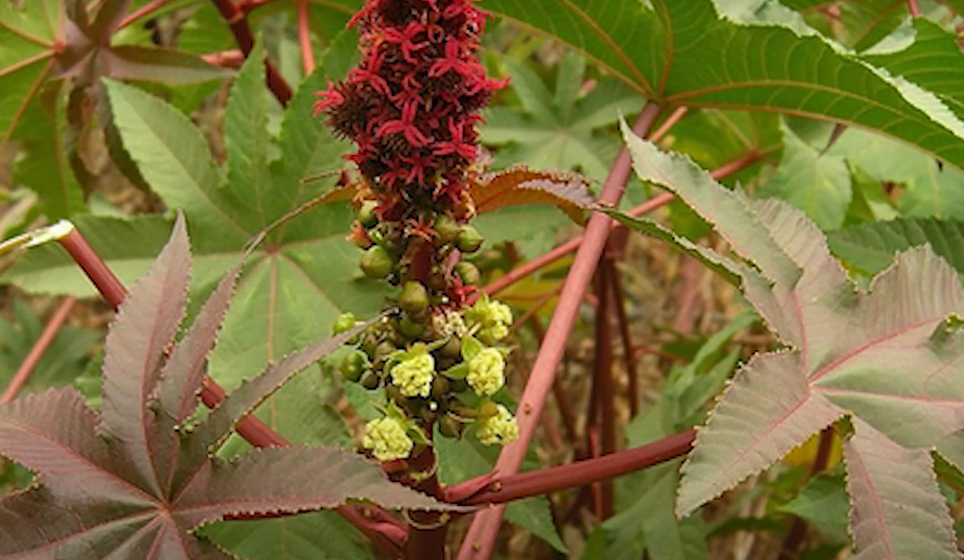 Garden Plants With Red Stems - GardenProfy