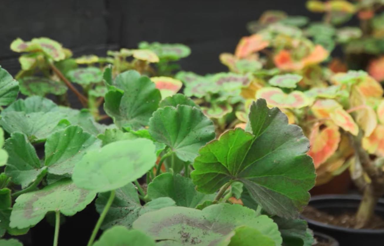 Geranium Leaves Turning Yellow: What to Do? - GardenProfy