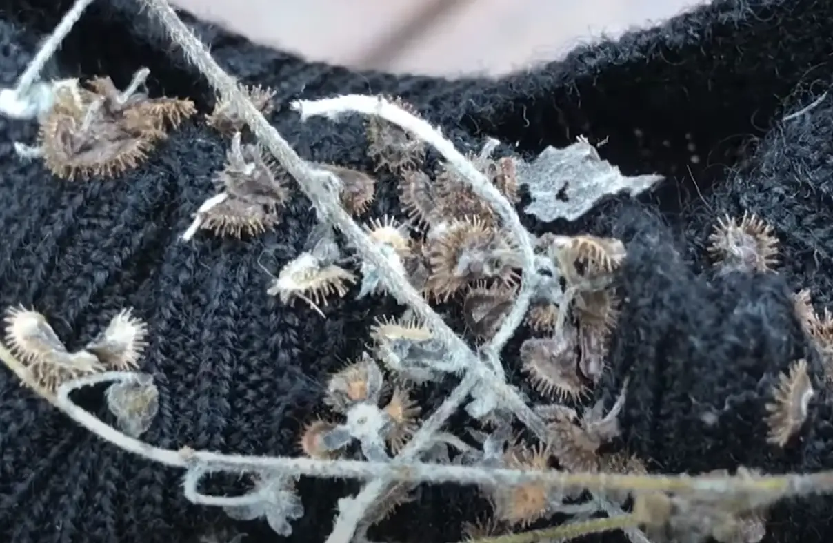 Green Seeds That Stick to Your Clothes - GardenProfy