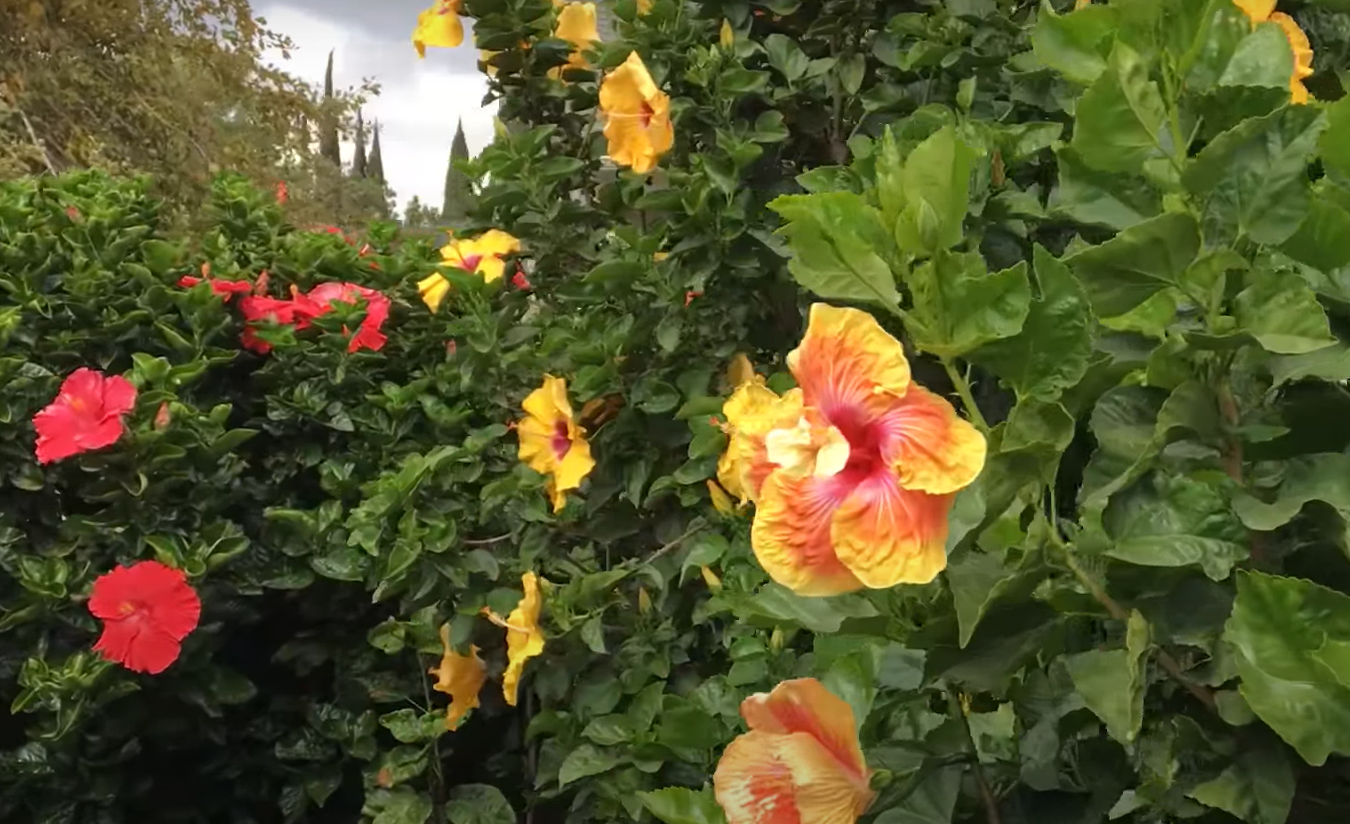 Hibiscus Garden Ideas - GardenProfy