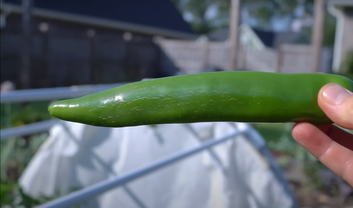 How Long Do Pepper Plants Live? - GardenProfy
