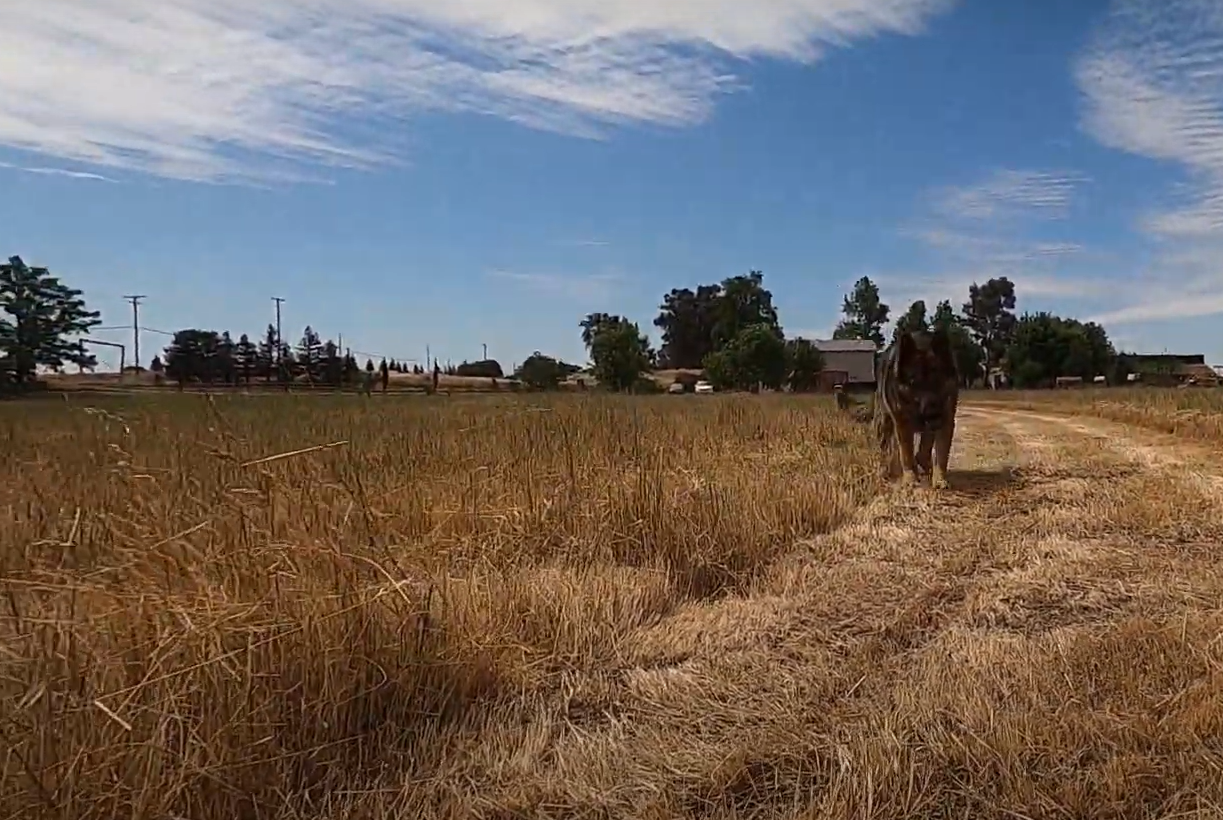 How to Build a Running Track in Your Backyard? - GardenProfy