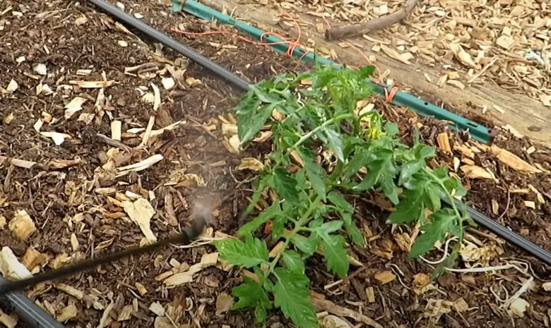 How to Get Rid of Aphids on Tomato Plants? - GardenProfy