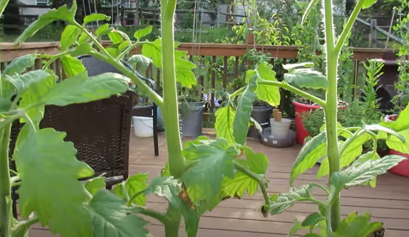 How to Get Rid of Aphids on Tomato Plants? - GardenProfy