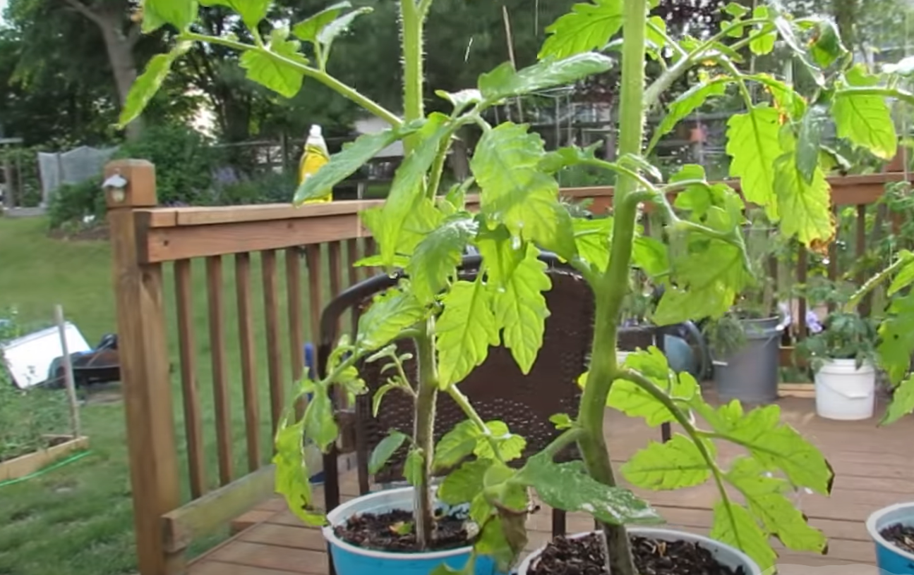 How to Get Rid of Aphids on Tomato Plants? - GardenProfy