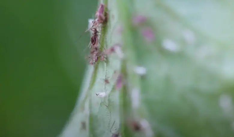 How to Get Rid of Aphids on Tomato Plants? - GardenProfy