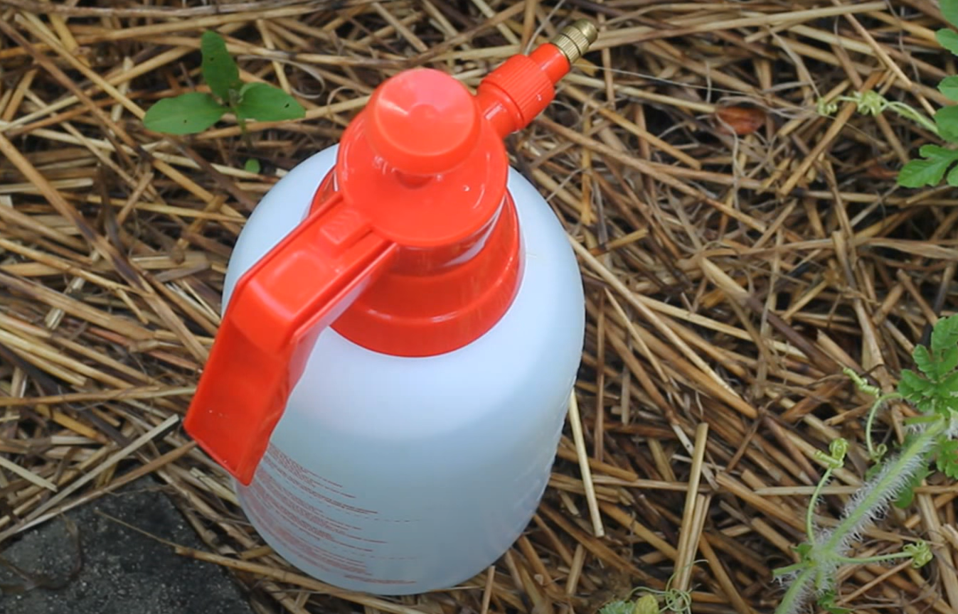 How to Get Rid of Aphids on Tomato Plants? - GardenProfy