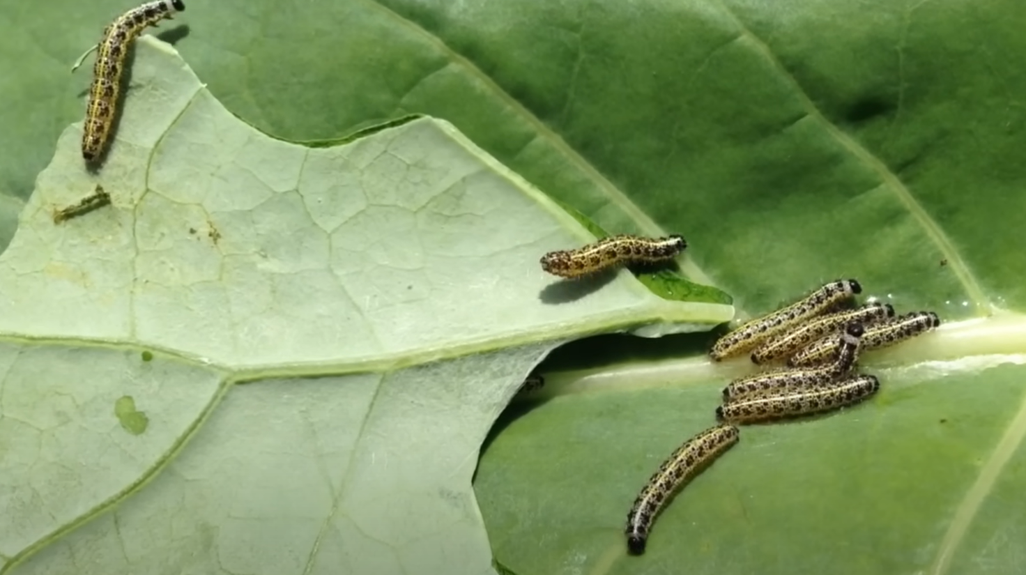 How to Get Rid of Cabbage Worms? - GardenProfy