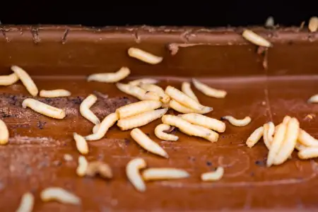 How to Get Rid of Maggots in the Garden? - GardenProfy