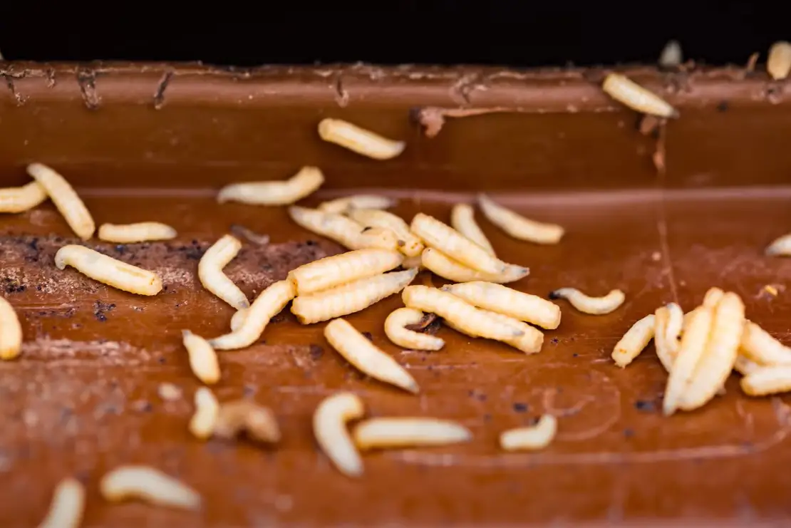 How to Get Rid of Maggots in the Garden? - GardenProfy