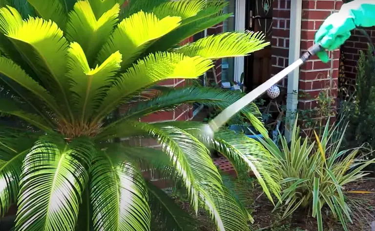 How to Get Rid of Maggots in the Garden? - GardenProfy