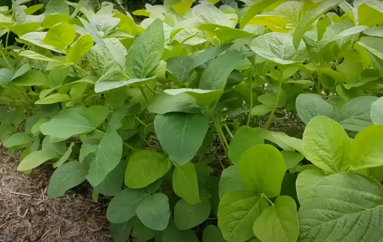 How to Grow Soybeans in the Garden? - GardenProfy