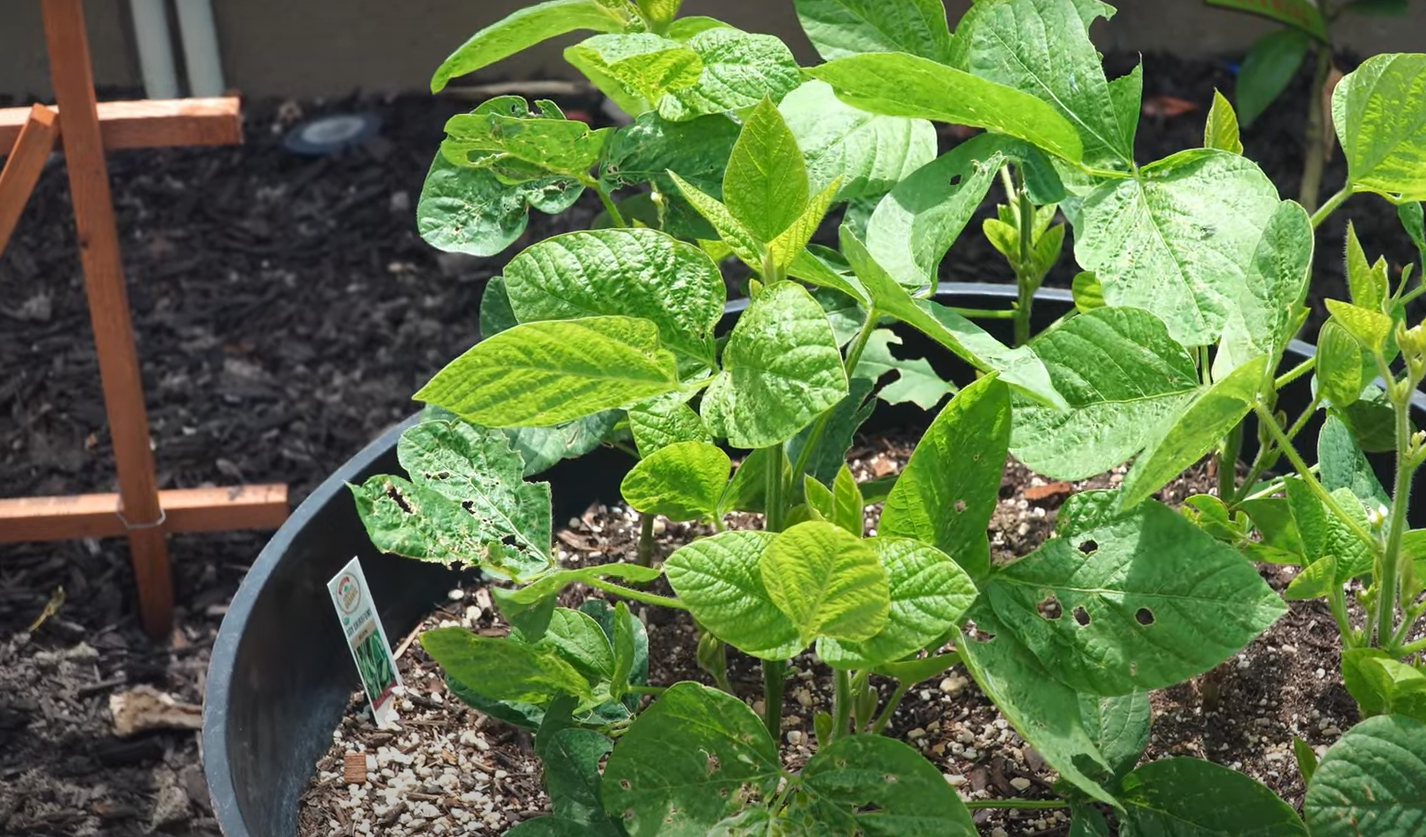 How to Grow Soybeans in the Garden? - GardenProfy