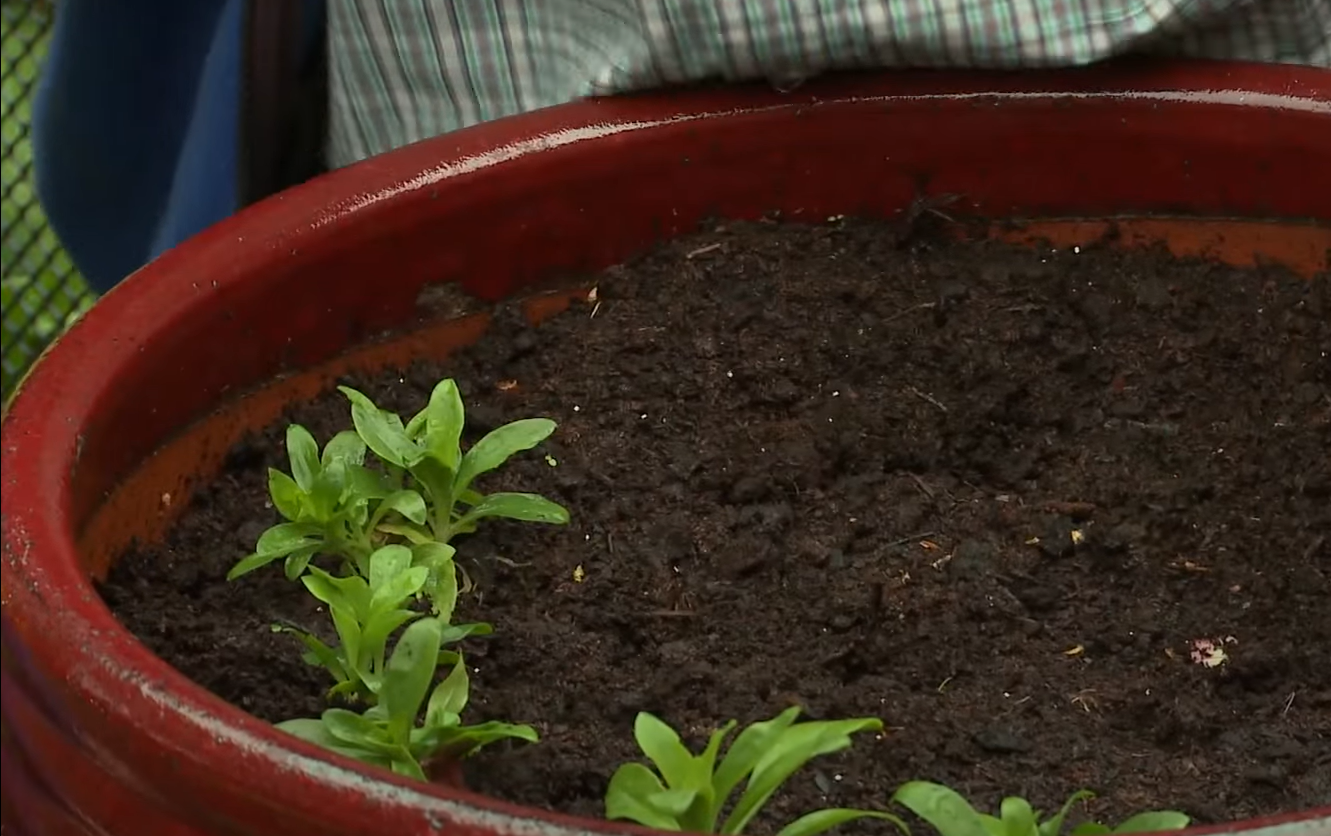 How to Grow Sweet William Plants? - GardenProfy