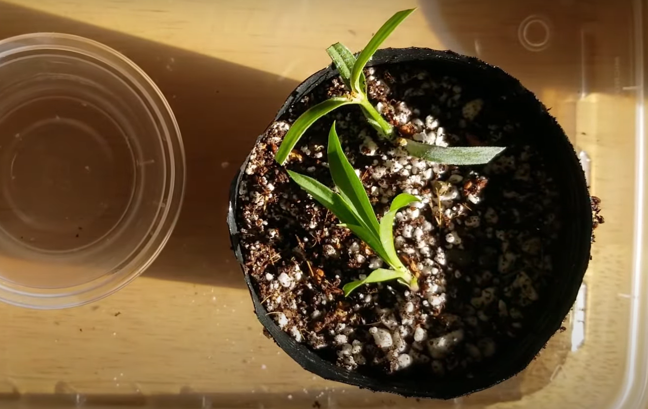 How to Grow Sweet William Plants? - GardenProfy