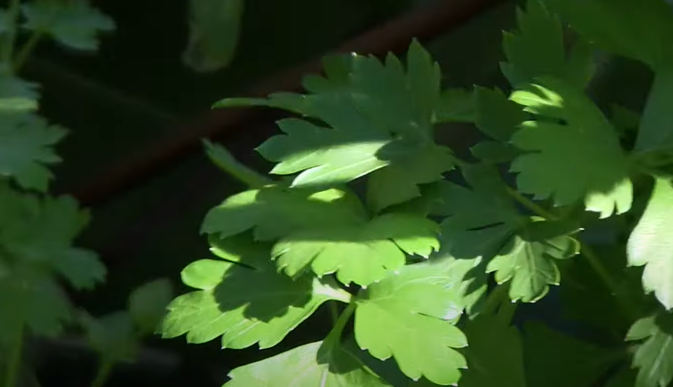 How to Harvest Parsley Without Killing the Plant? - GardenProfy