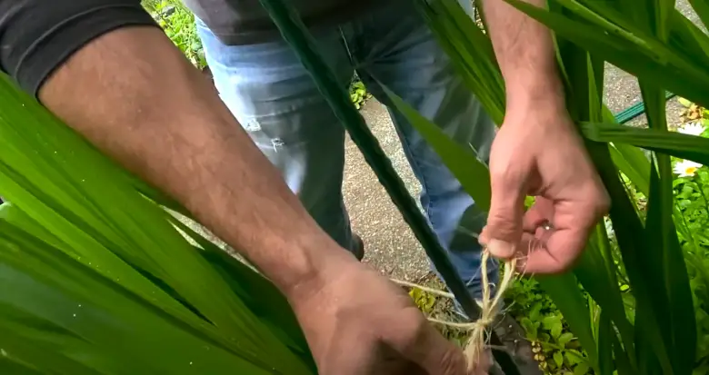 How to Keep Tall Garden Plants From Falling Over? - GardenProfy