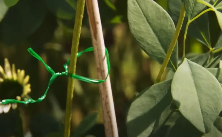 How to Keep Tall Garden Plants From Falling Over? - GardenProfy