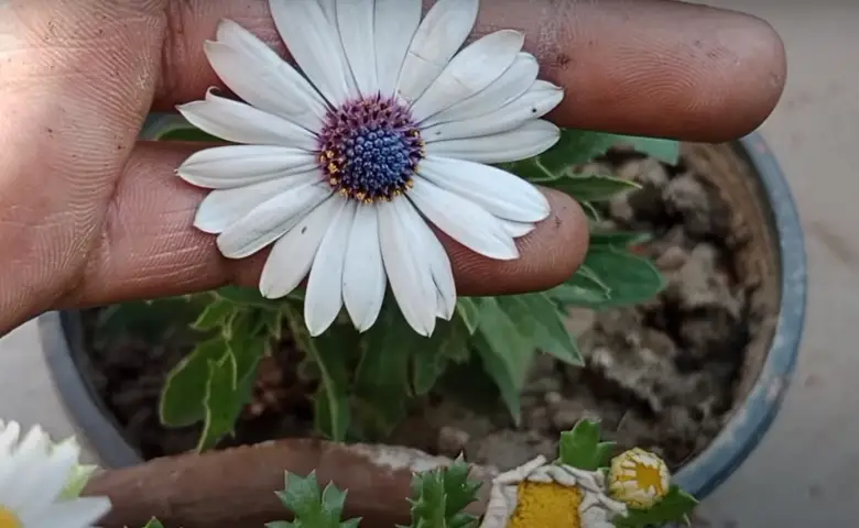 How to Plant, Grow, and Care for Daisy Flowers? - GardenProfy