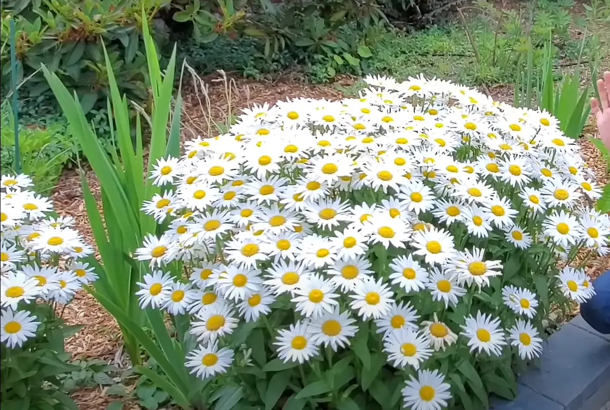 How to Plant, Grow, and Care for Daisy Flowers? - GardenProfy