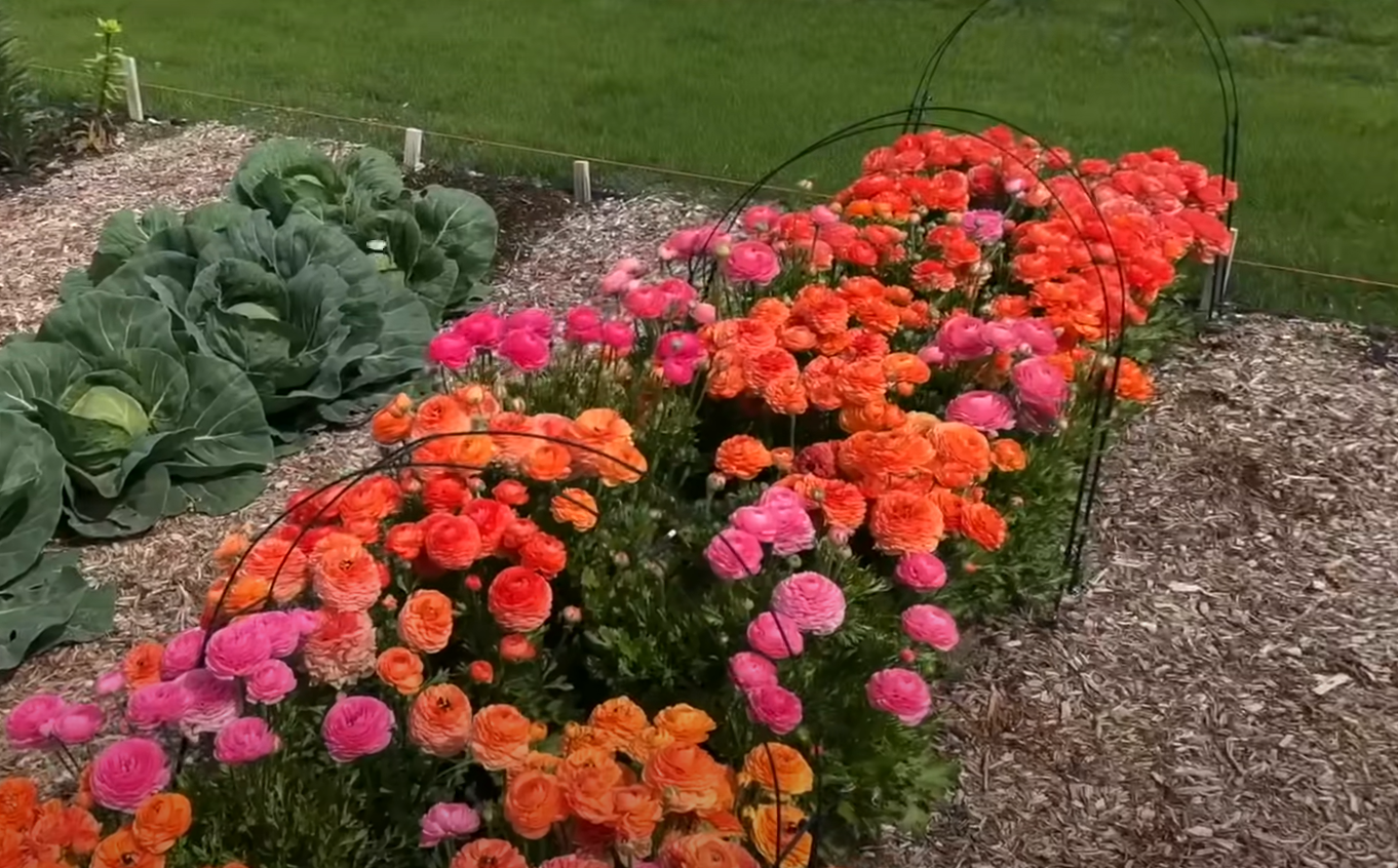 How to Plant Ranunculus Bulbs? - GardenProfy