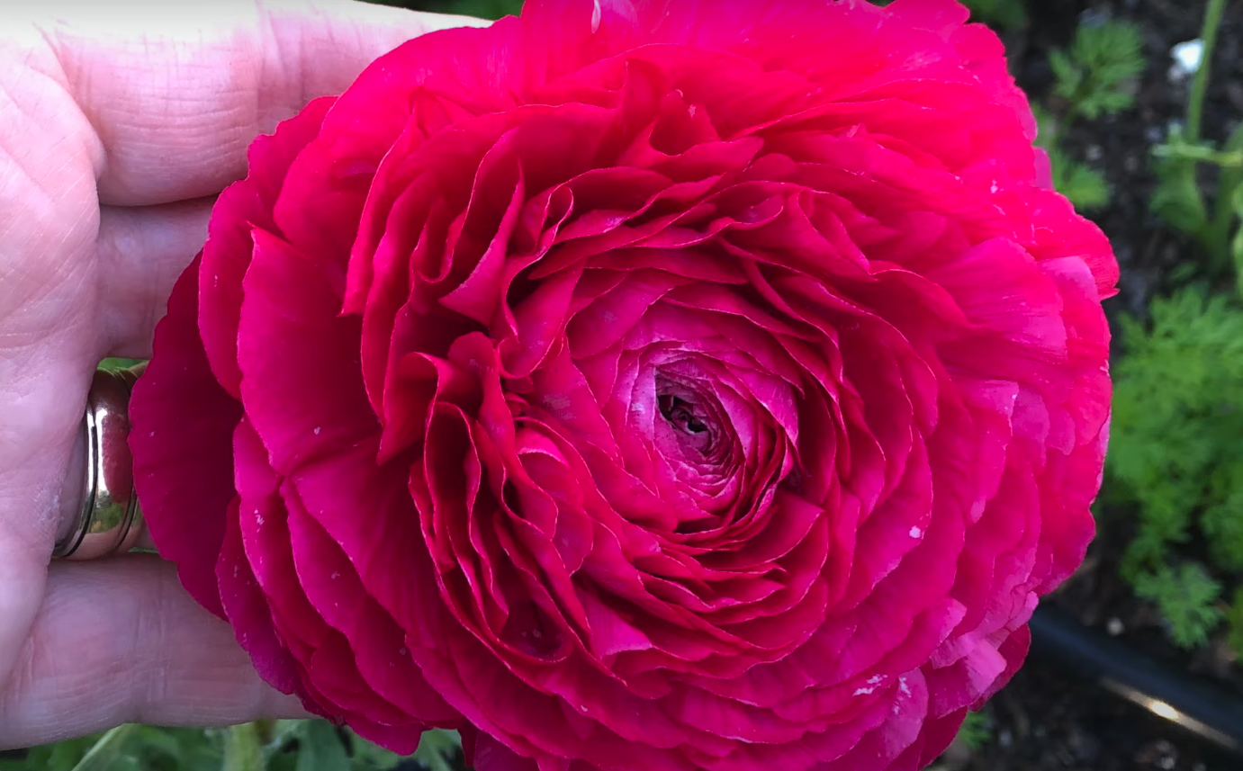 How to Plant Ranunculus Bulbs? - GardenProfy