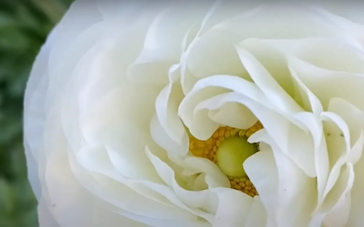 How to Plant Ranunculus Bulbs? - GardenProfy