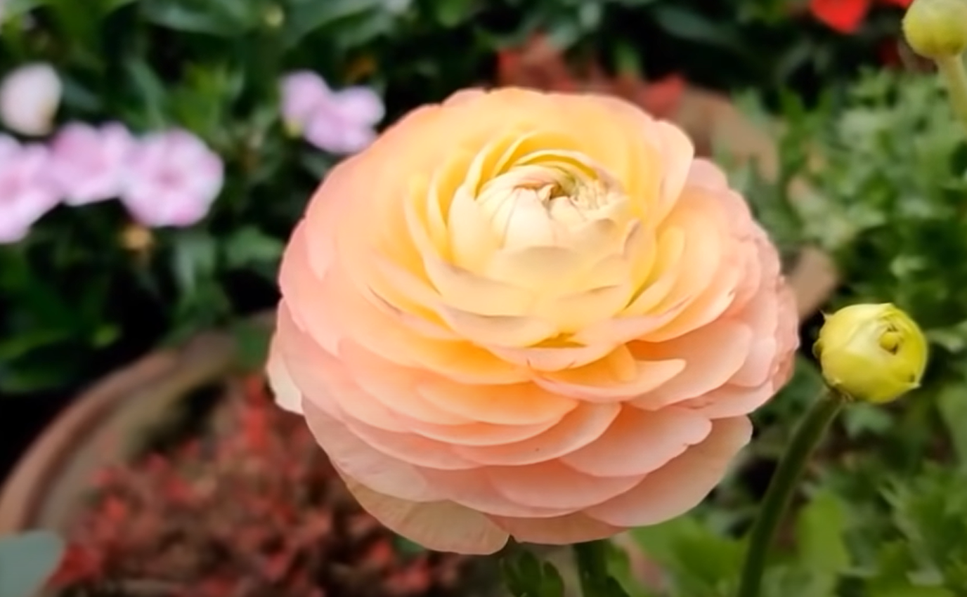 How to Plant Ranunculus Bulbs? - GardenProfy