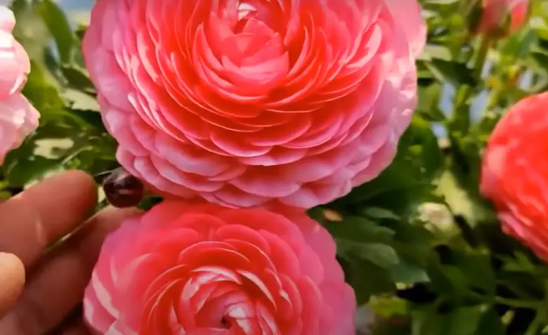 How to Plant Ranunculus Bulbs? - GardenProfy
