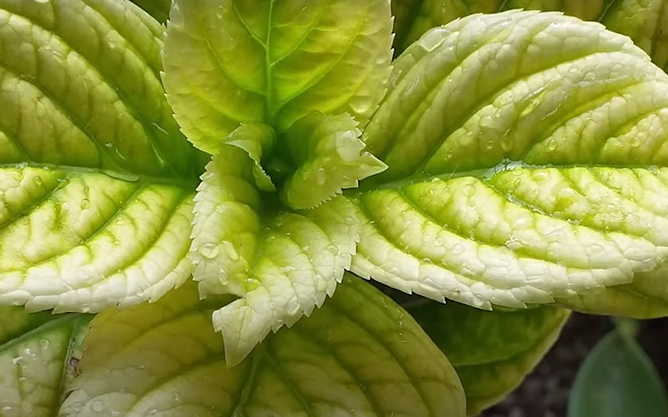 Hydrangea Leaves Turning Yellow: What to Do? - GardenProfy