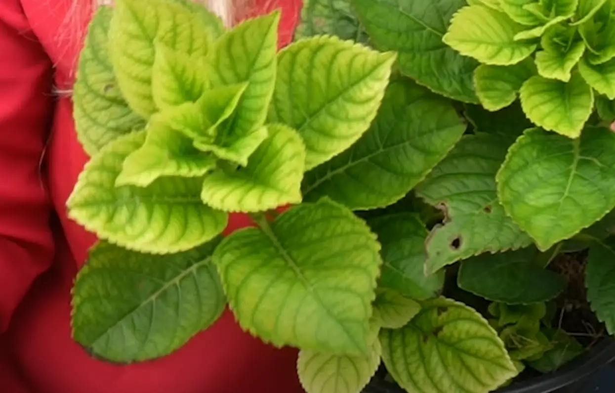 Hydrangea Leaves Turning Yellow: What to Do? - GardenProfy