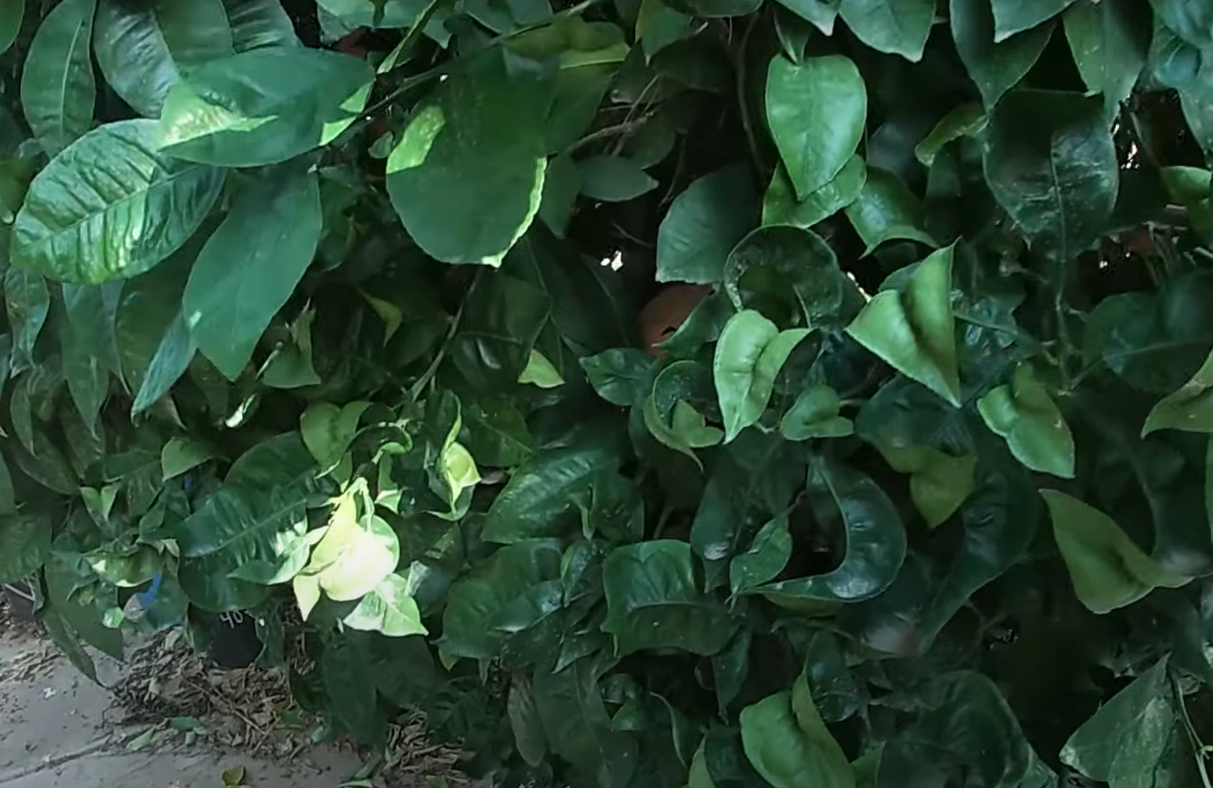 Lemon Tree Leaves Curling: What to Do? - GardenProfy