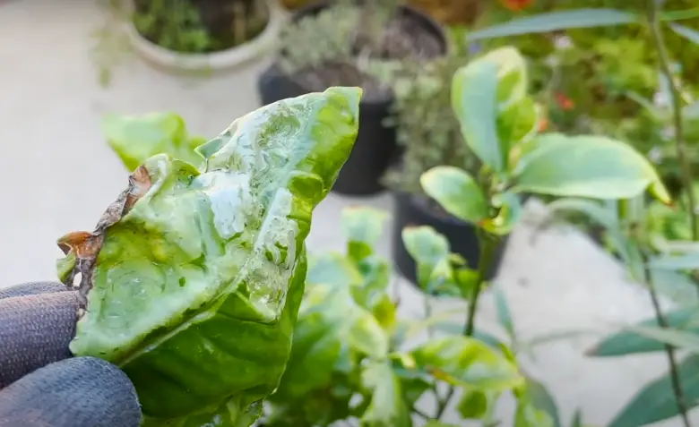 Lemon Tree Leaves Curling: What to Do? - GardenProfy