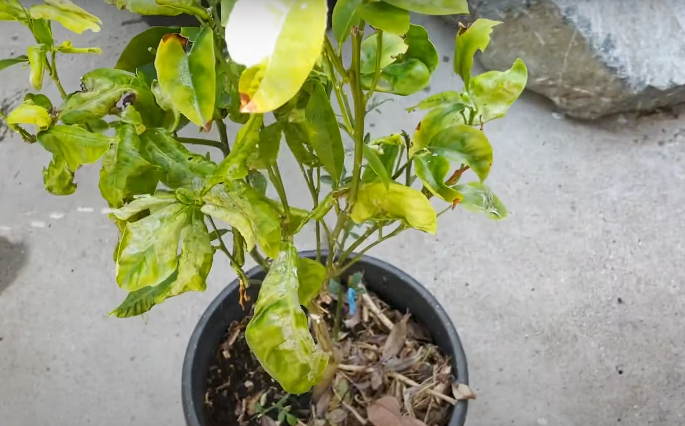 Lemon Tree Leaves Curling: What to Do? - GardenProfy