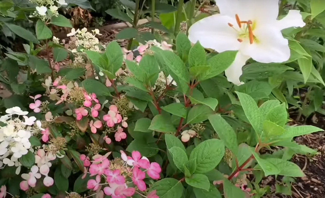 Lily Garden Ideas - GardenProfy