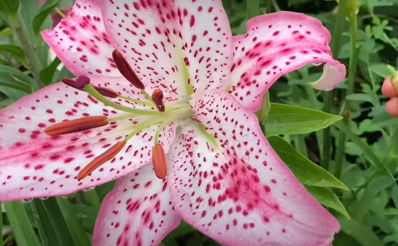 Lily Garden Ideas - GardenProfy