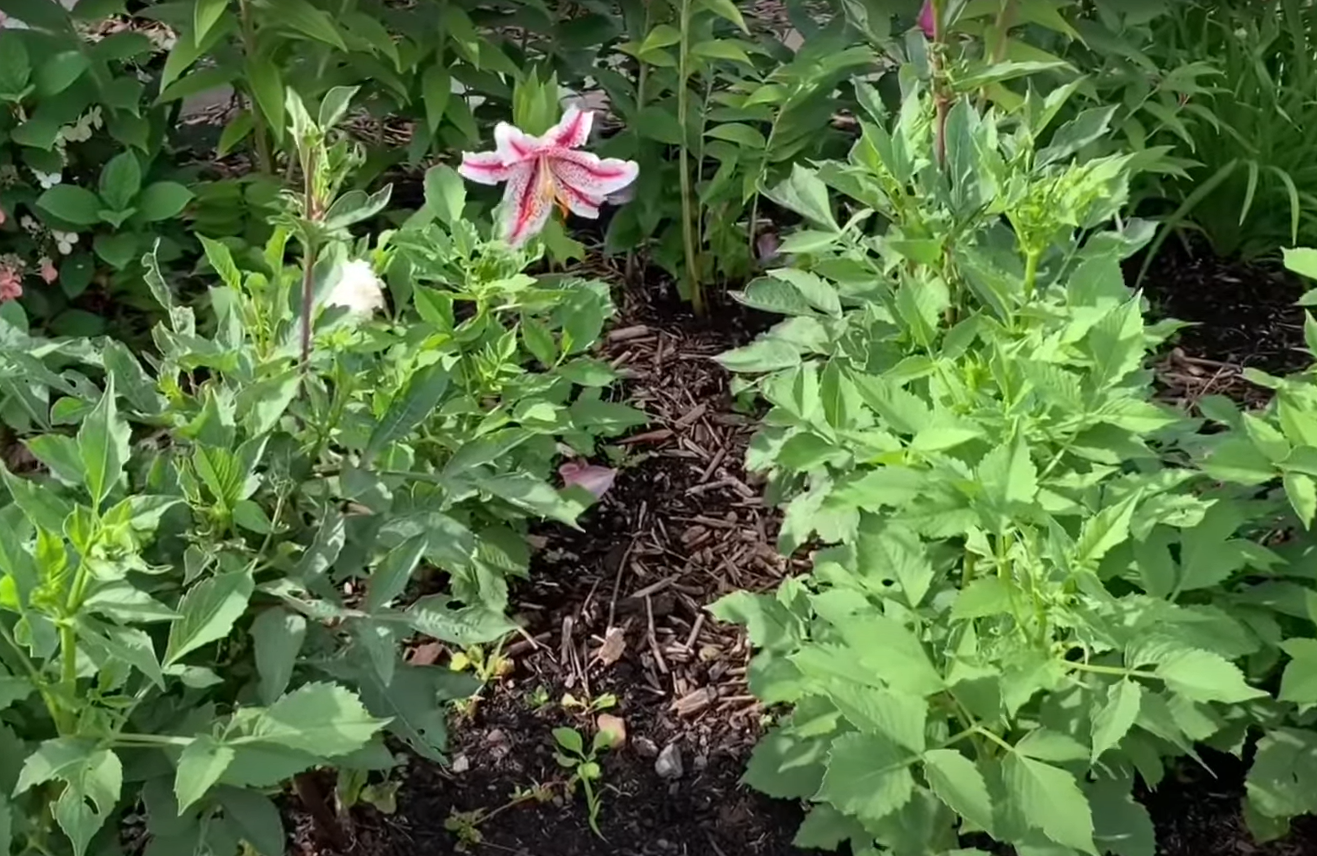 Lily Garden Ideas - GardenProfy