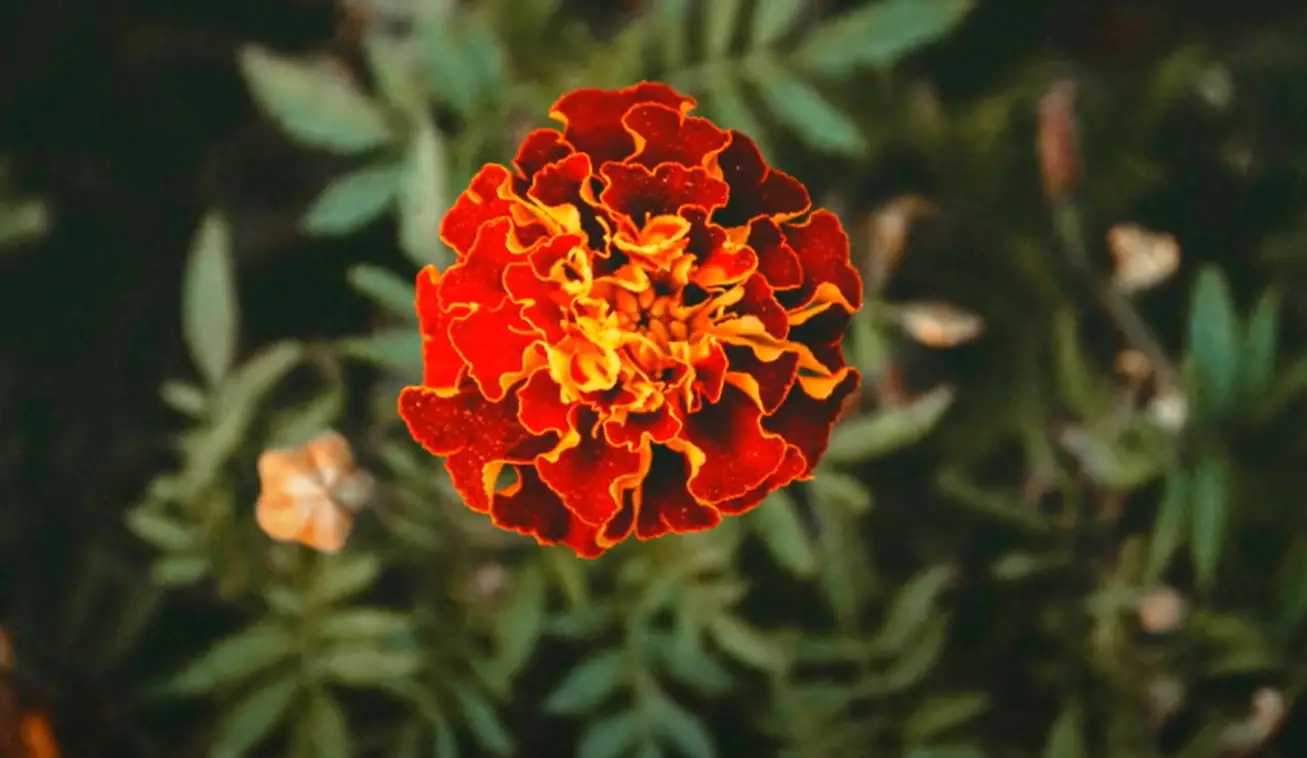 Marigold Garden Ideas - GardenProfy