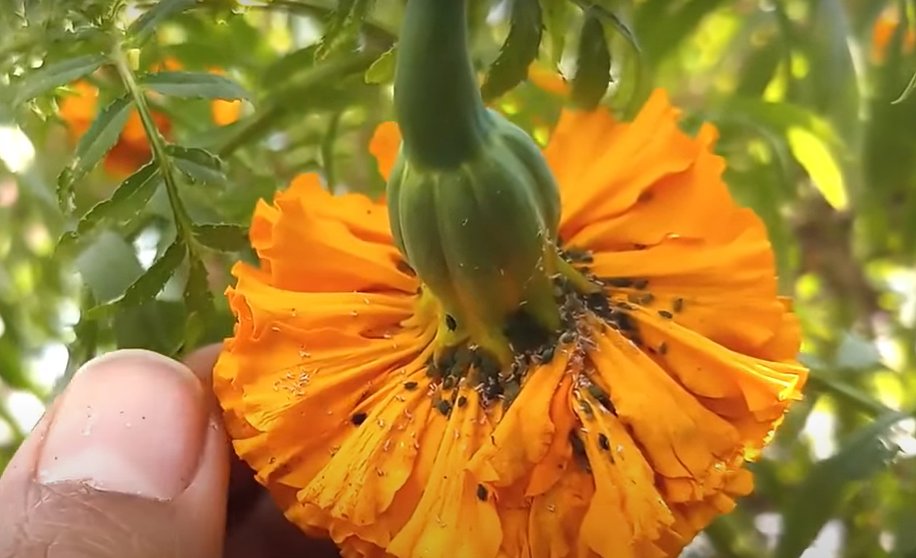 Marigold Garden Ideas - GardenProfy
