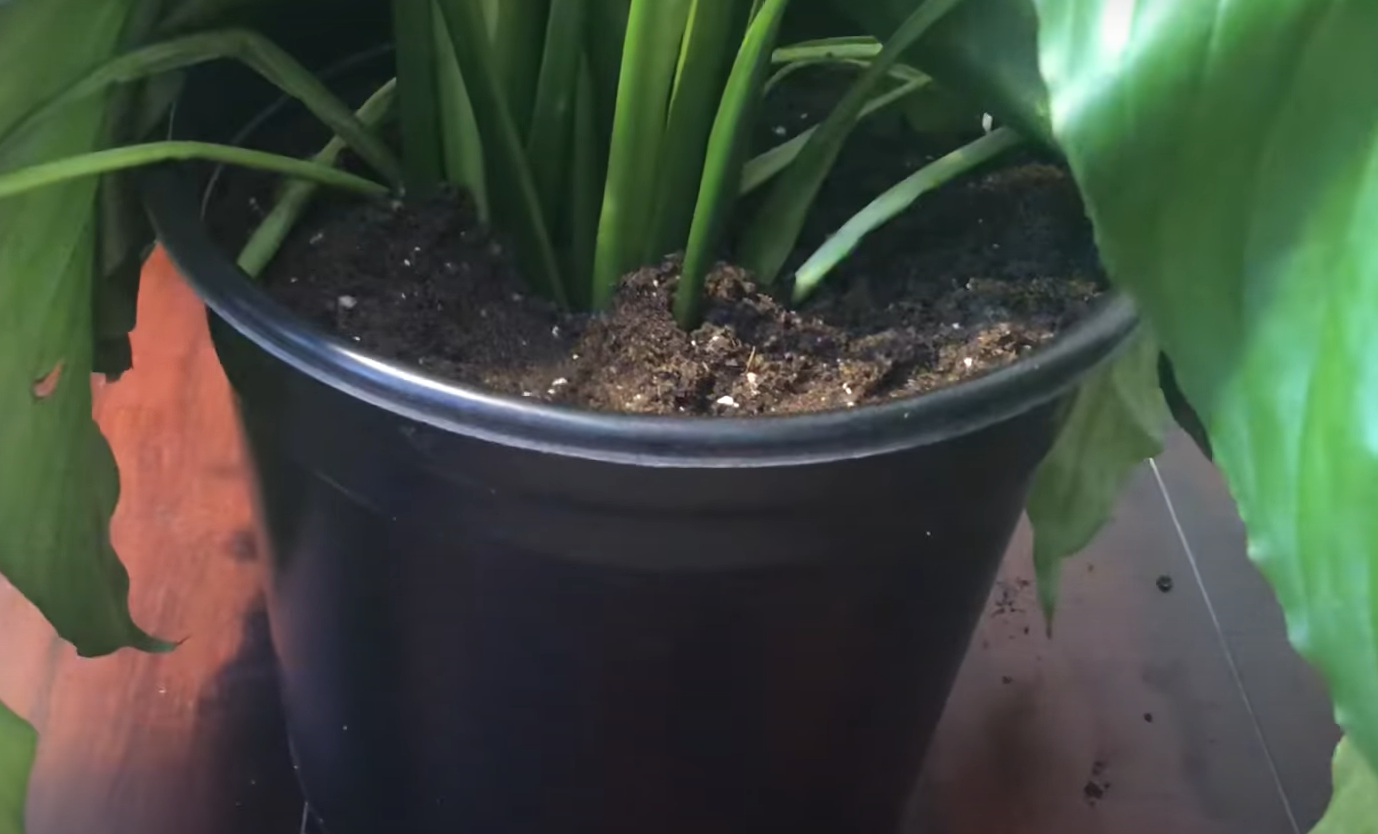 Overwatered Peace Lily: How to Fix? - GardenProfy