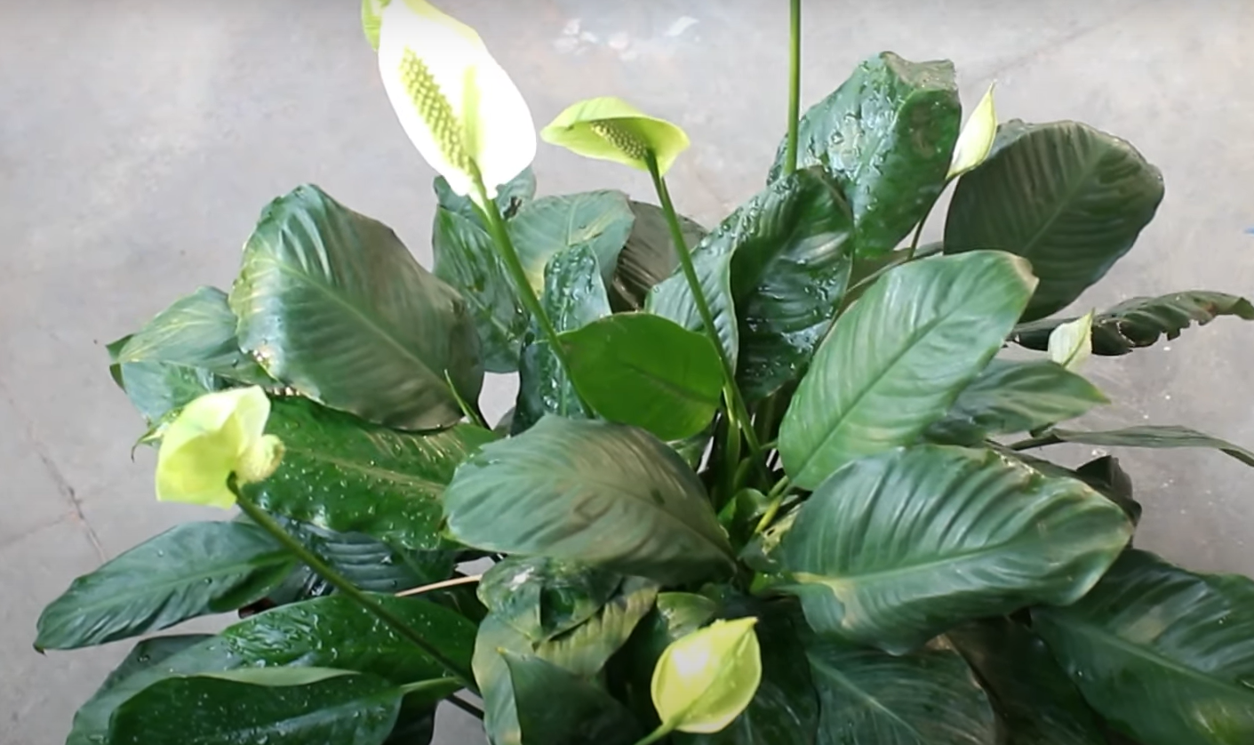 Overwatered Peace Lily: How to Fix? - GardenProfy