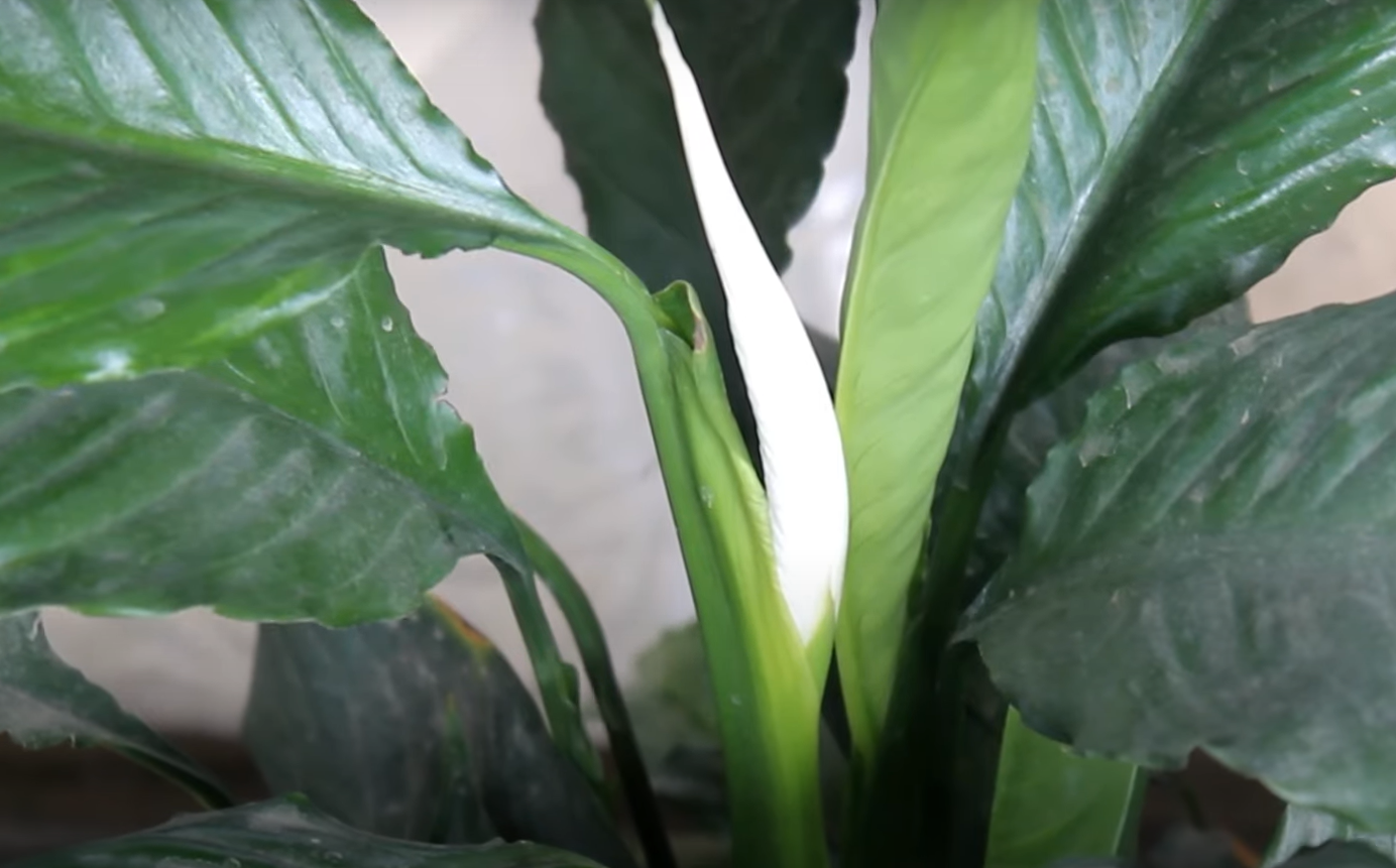 Overwatered Peace Lily: How to Fix? - GardenProfy